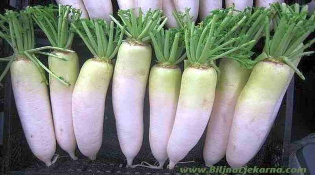 Duga bijela rotkva je ljekoviti korijen za lakše mršavljenje i ...