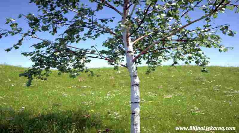 Breza je drvo koje liječi – Biljna Ljekarna